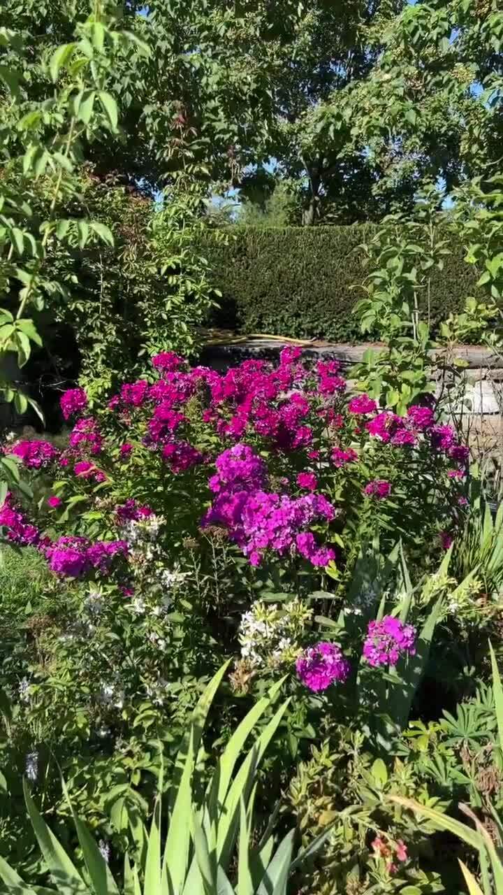Butterflies dancing on phlox #pollinators #butterfly #shorts