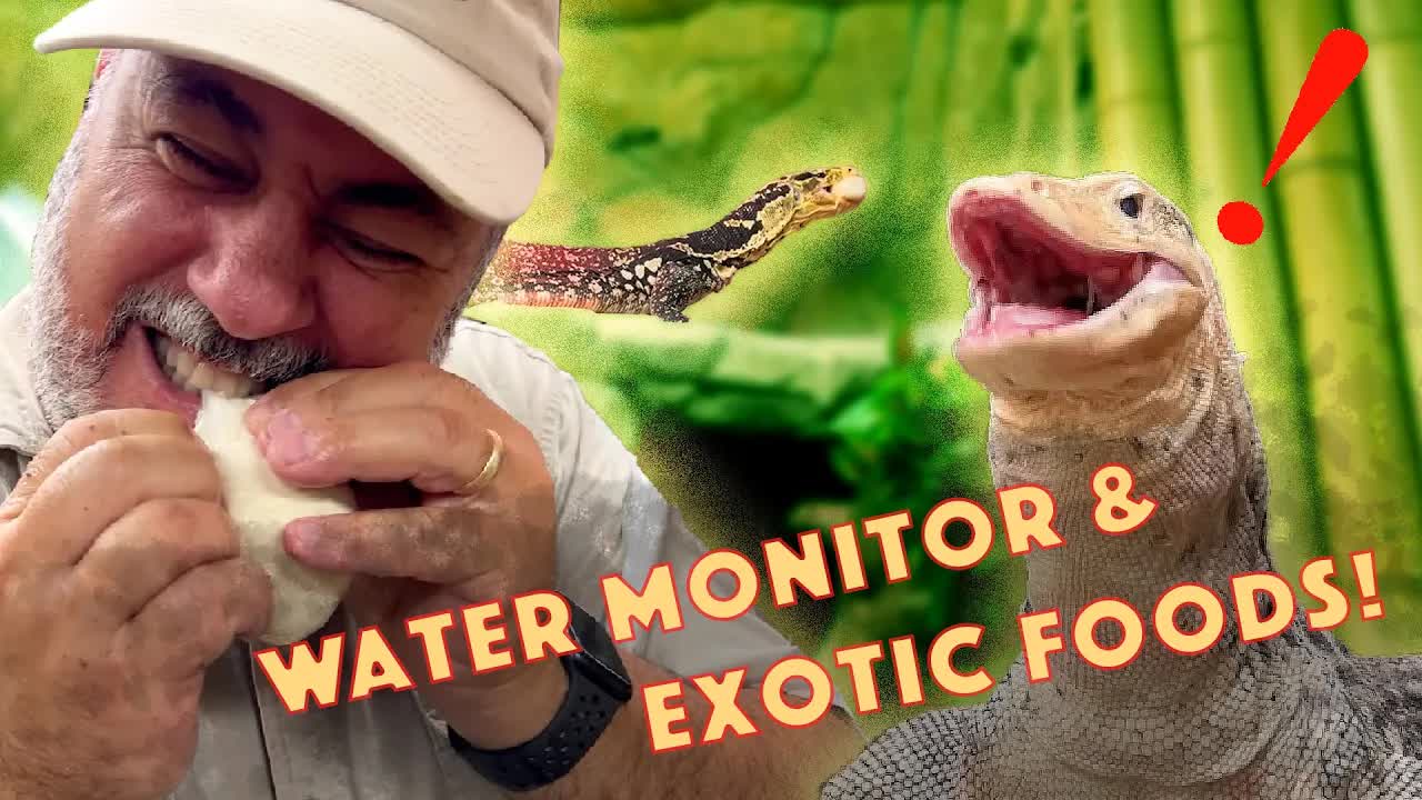 Giant Asian water monitor eats everything 😳