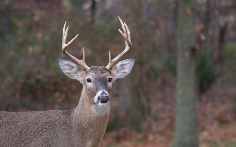 How extended hunting season breaks records while feeding island families
