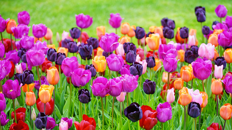 The meanings behind specific tulip colors