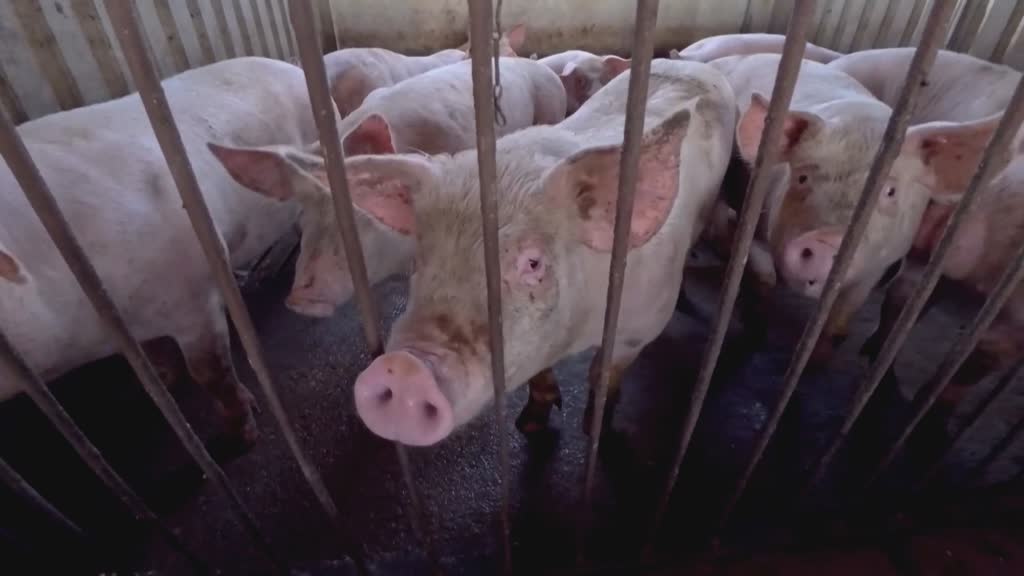 Spain: Swine fever outbreak forces mass cullings