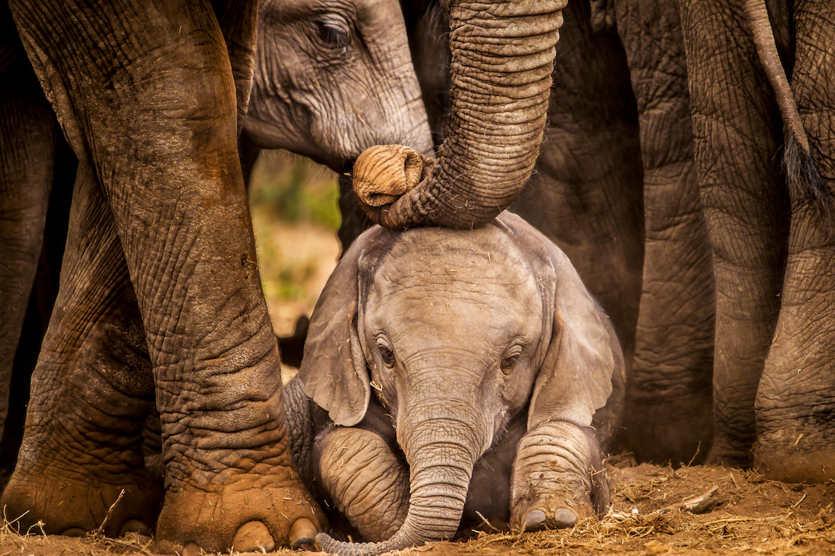 Watch baby elephant Kaikai cuddle with keeper Joseph in heartwarming ...
