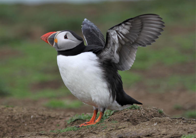 RSPB Hemel Hempstead local group: A talk by Mike Wallen entitled 'Skomer'