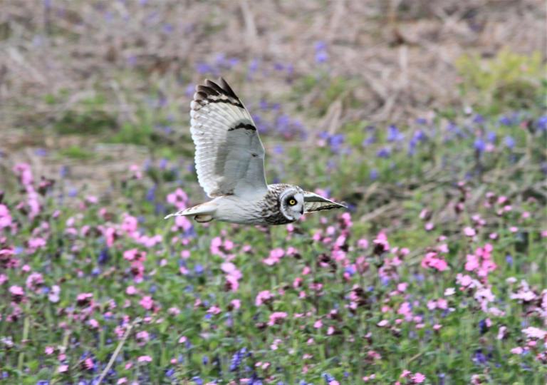 RSPB Hemel Hempstead local group: A talk by Mike Wallen entitled 'Skomer'