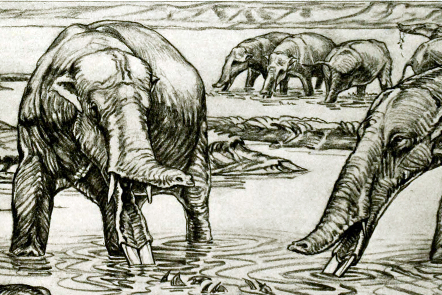 Strange, shovel-tusked elephants puzzled paleontologists, until experts ...