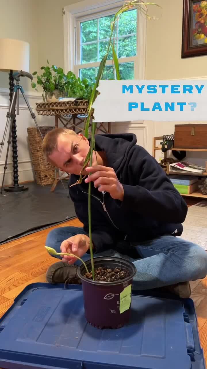 Mystery plant! #houseplant #shorts #youtube