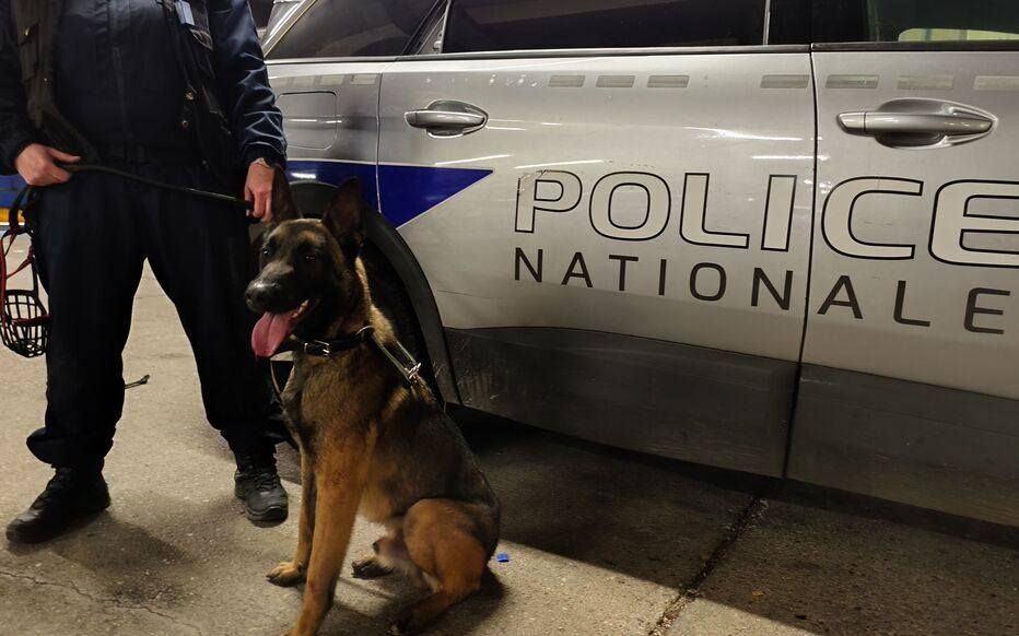 De la SPA à la brigade canine : l'incroyable destin de Galbi