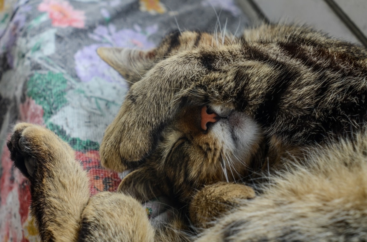 'Socially awkward' cat is too awkward to have fun and people can relate