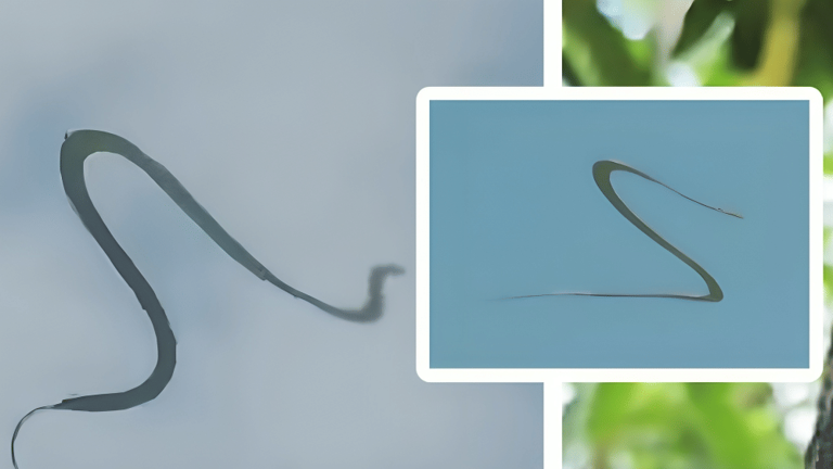 Flying snake: फ्लाइंग स्नेक बिना पंख हवा में कैसे 'उड़ते' हैं, इस सांप ...