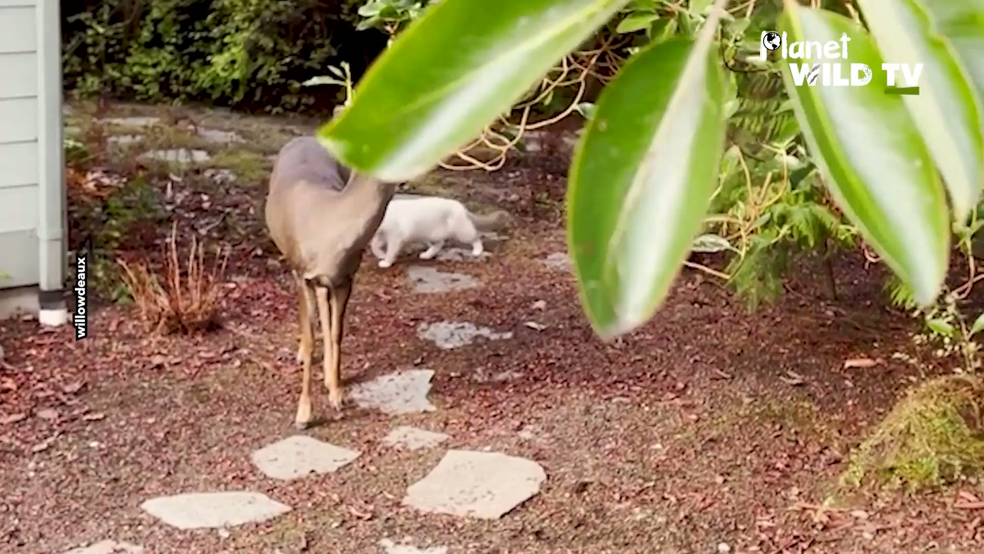 Deer breaks into garden to hang out with cat friend