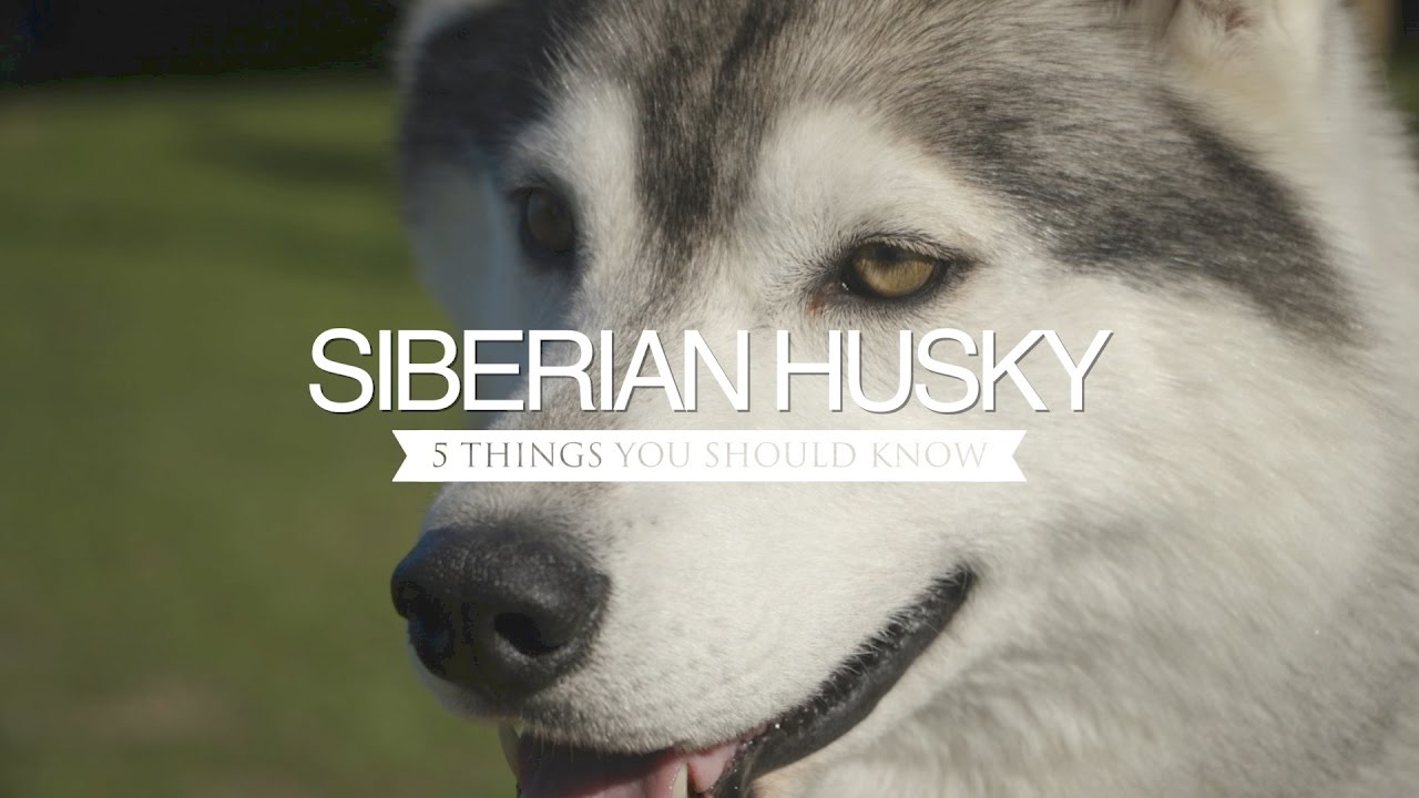Siberian husky five things you should know