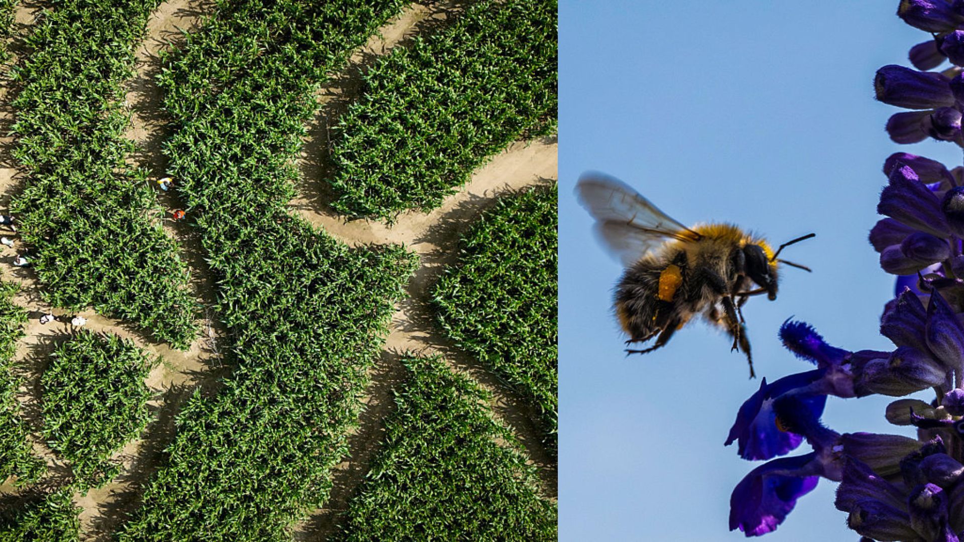 Une étude révèle un fait étonnant sur les bourdons