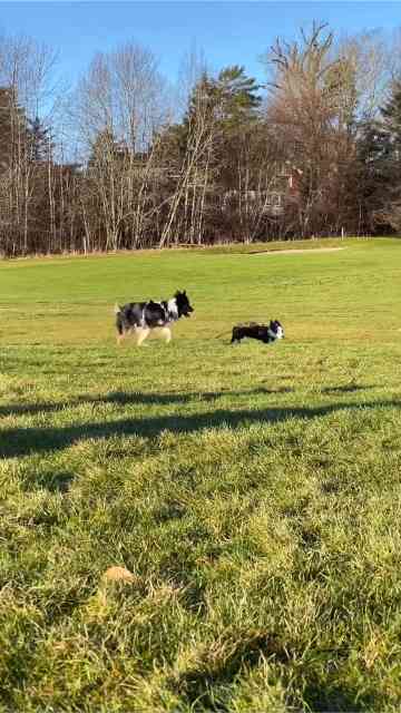 The best playdate ever with our favorite furfriends and their moms