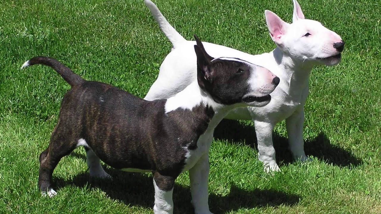 The bull terrier - a dog lover's introduction