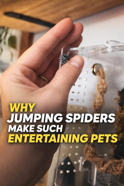 Why jumping spiders make such entertaining pets