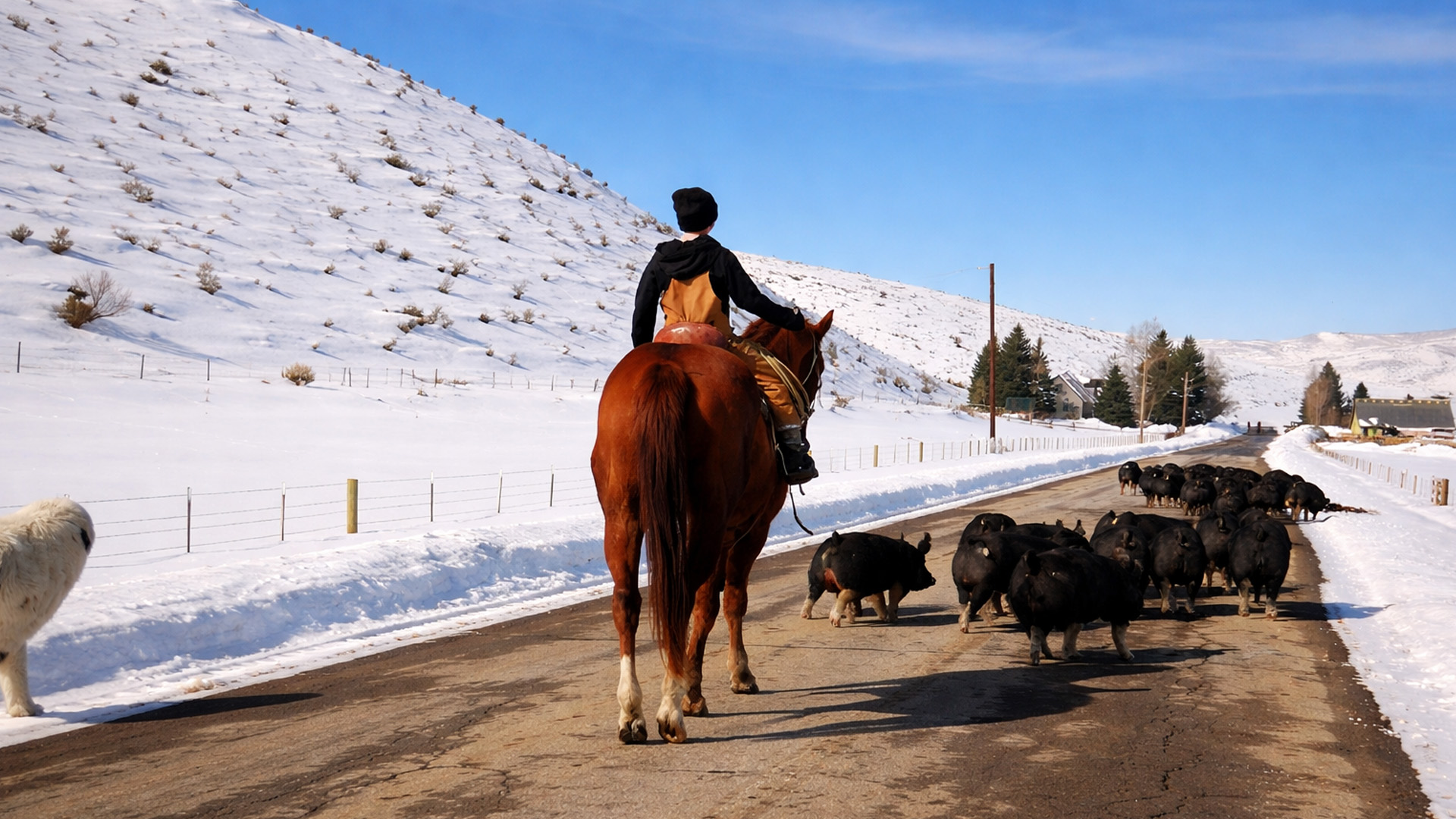 How we move pigs in winter