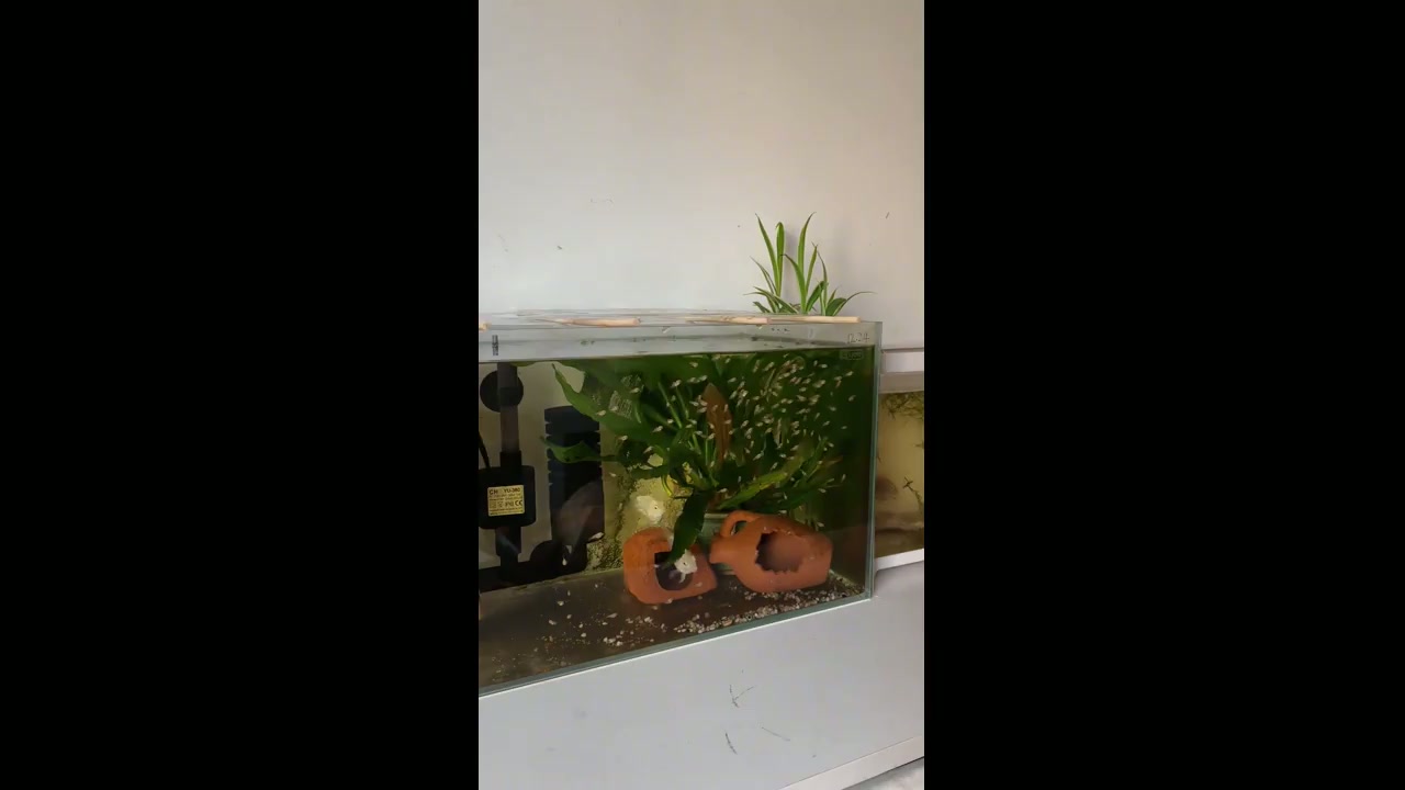 Fish repeatedly bumps aquarium glass at cat’s face in Shaanxi, China