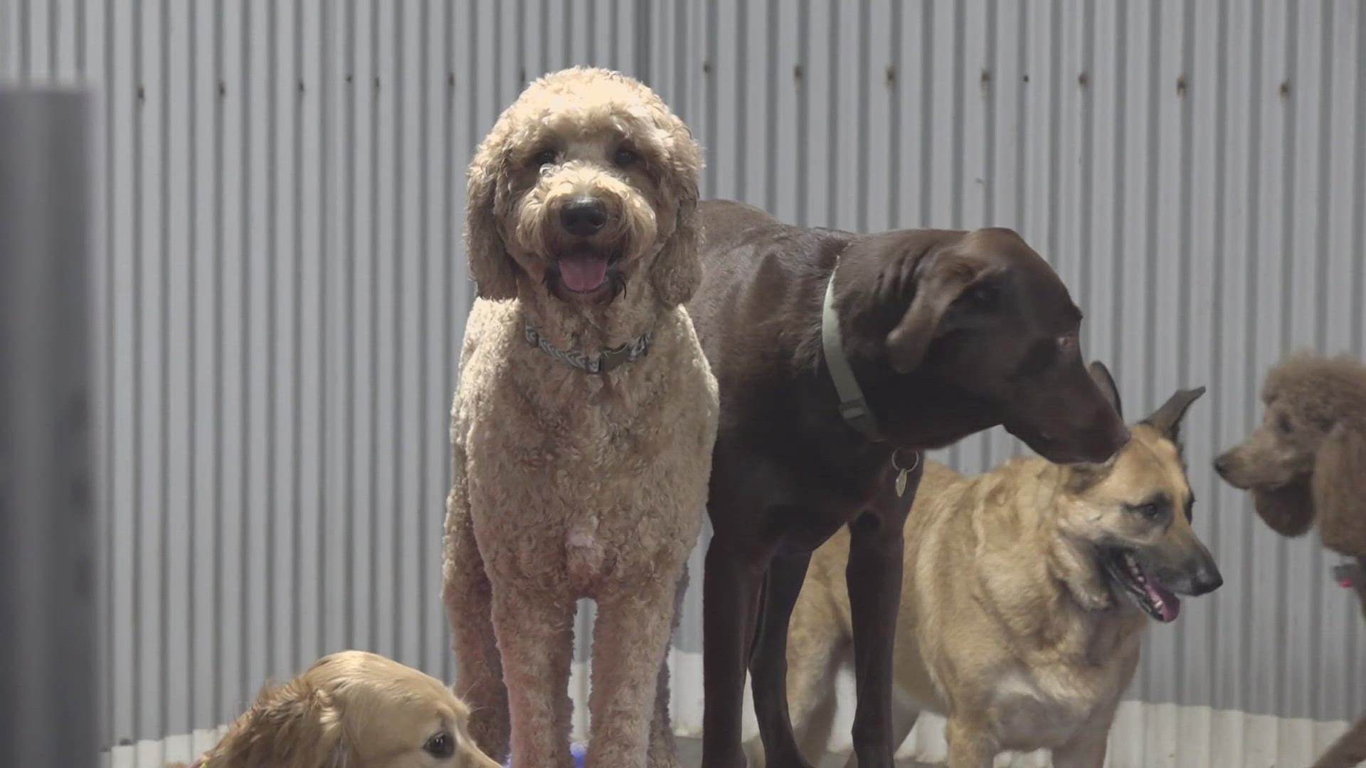 Keeping your pets safe during ice storm