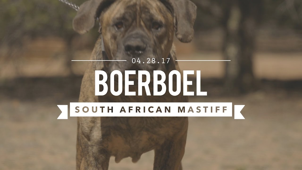 Boerboel a South African mastiff trained for civil aggression