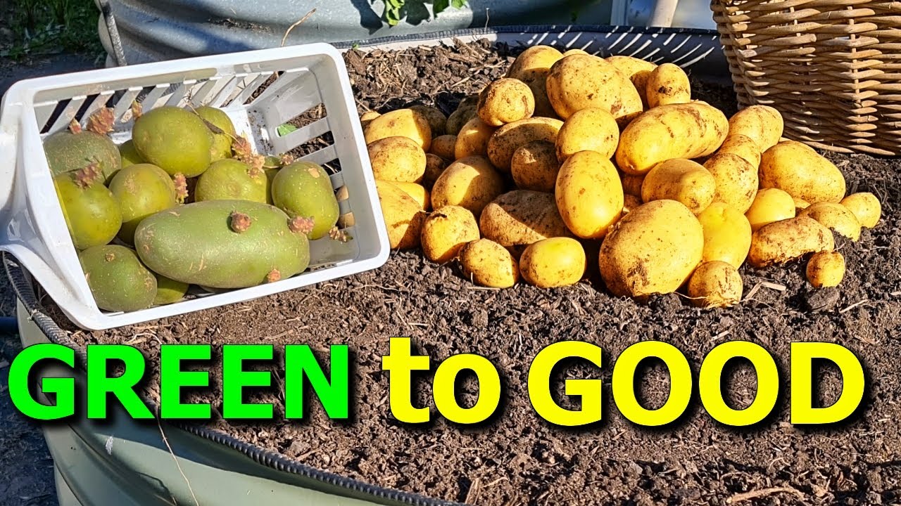 Never throw green potatoes out | Try this first!