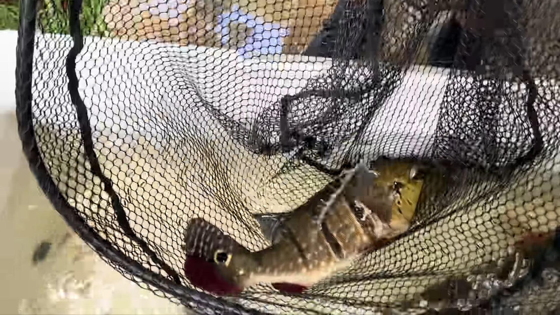 Saving monster peacock bass from tiny aquarium