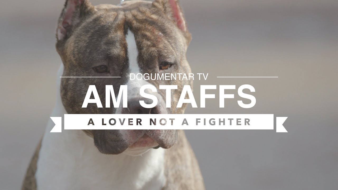 All about American Staffordshire terriers
