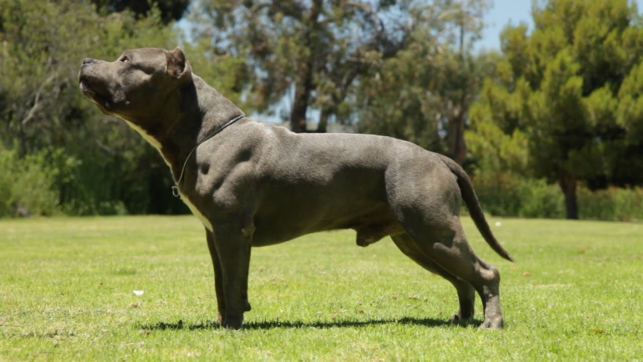 XL American bullies - Primo line