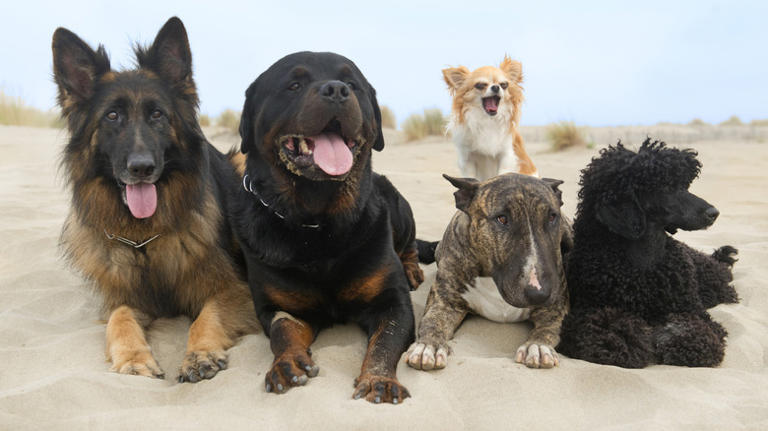 We asked a shelter worker which dog breeds are returned the most and ...