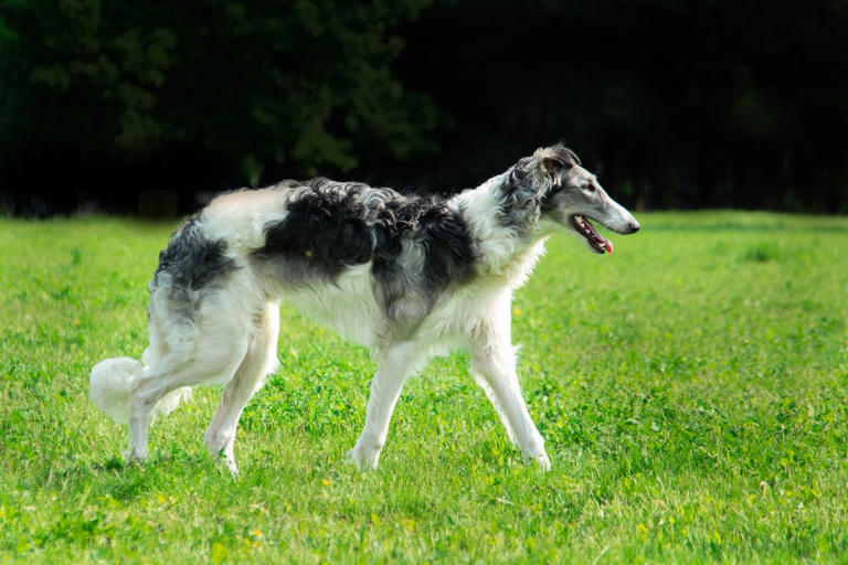 Borzoi is shocked and delighted to find another of his kind at the dog park