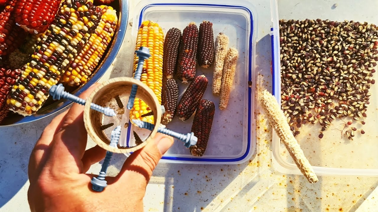 How to make a corn kernel sheller remover tool | DIY for any size cob