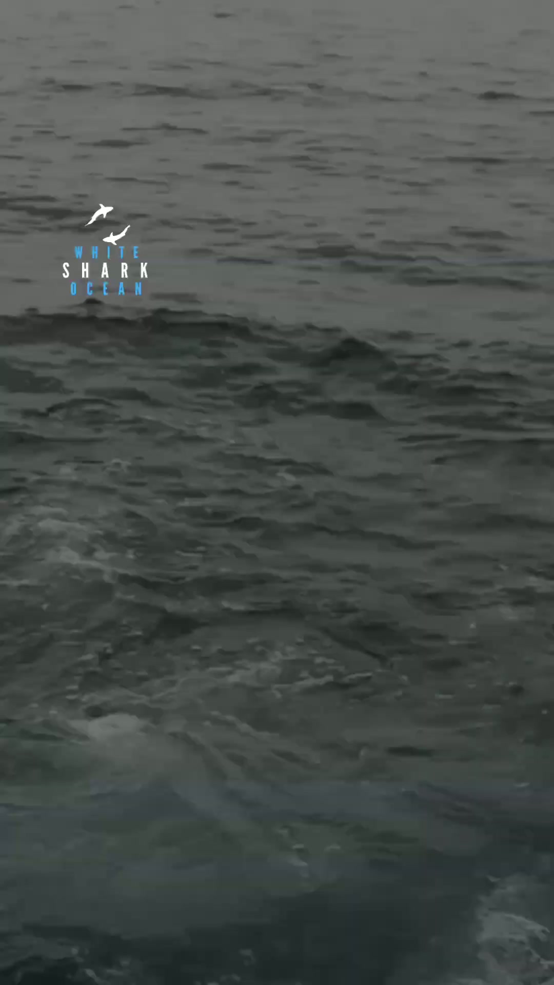 Big Breach By Big Great White