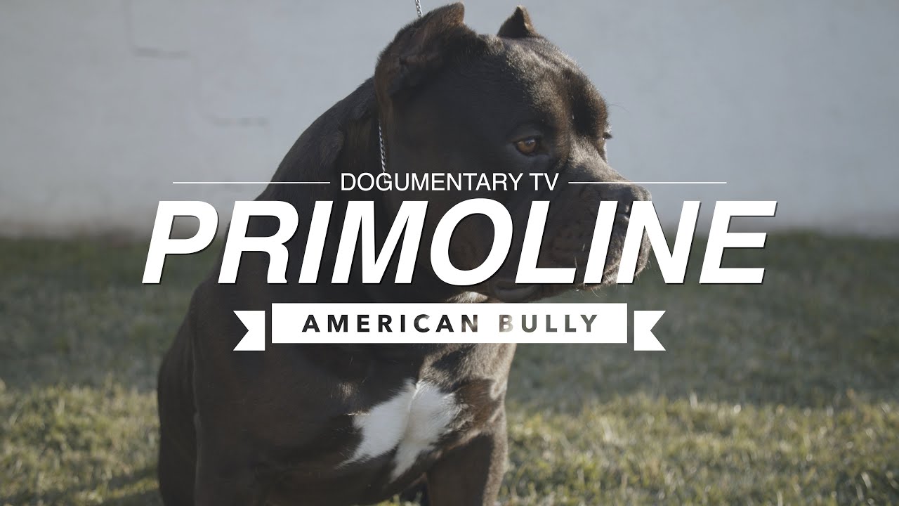 Primoline: Staying true to the American Bully vision