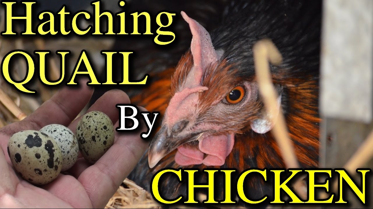 Use chickens to hatch out quail eggs incubation experiment