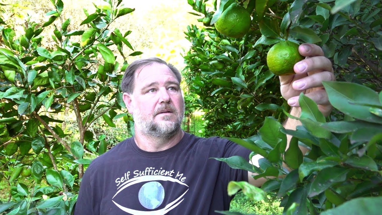 Isolating in the deep green... on our food property