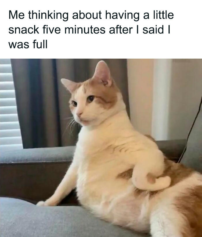 This Facebook group shares top-quality cat memes, and here are the 46 ...