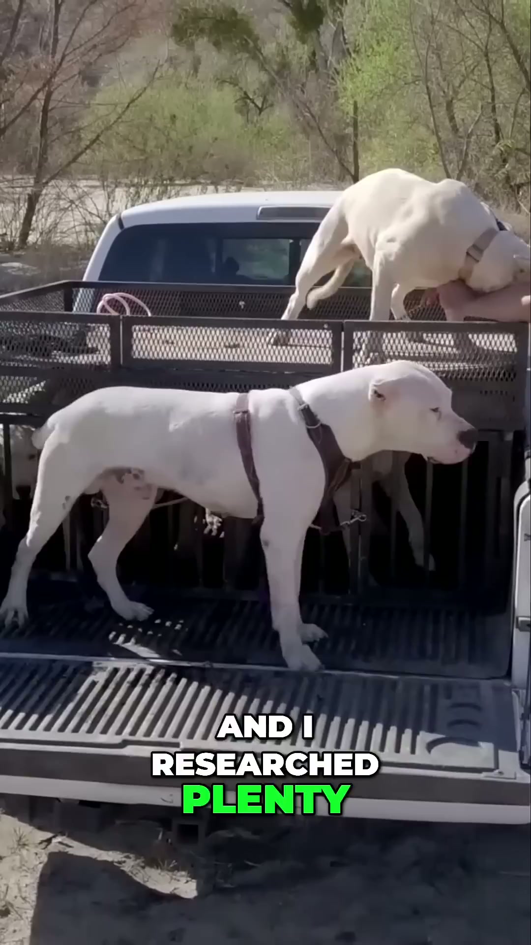 Finding the perfect Dogo Argentino for my family adventure