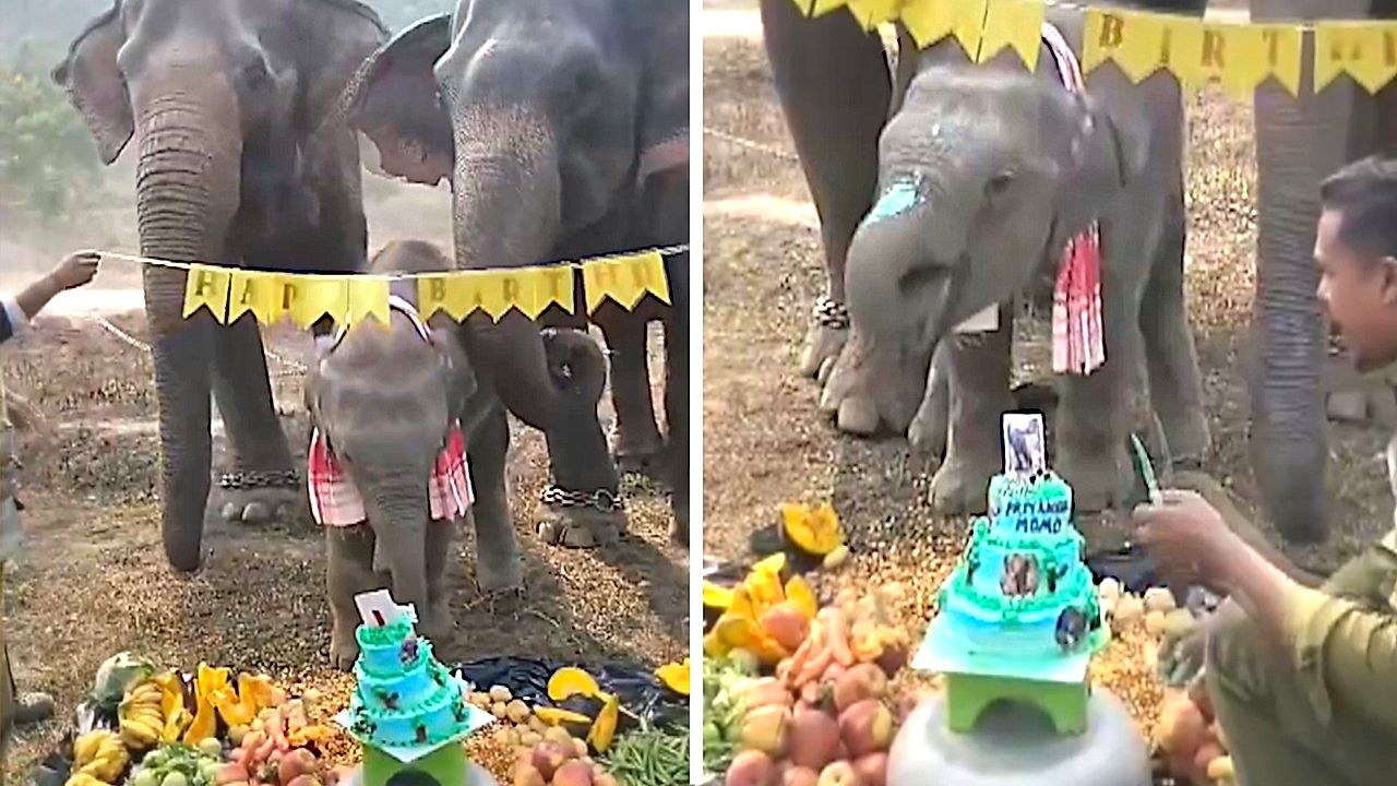 Baby elephant celebrates first birthday with gentle surprise in India