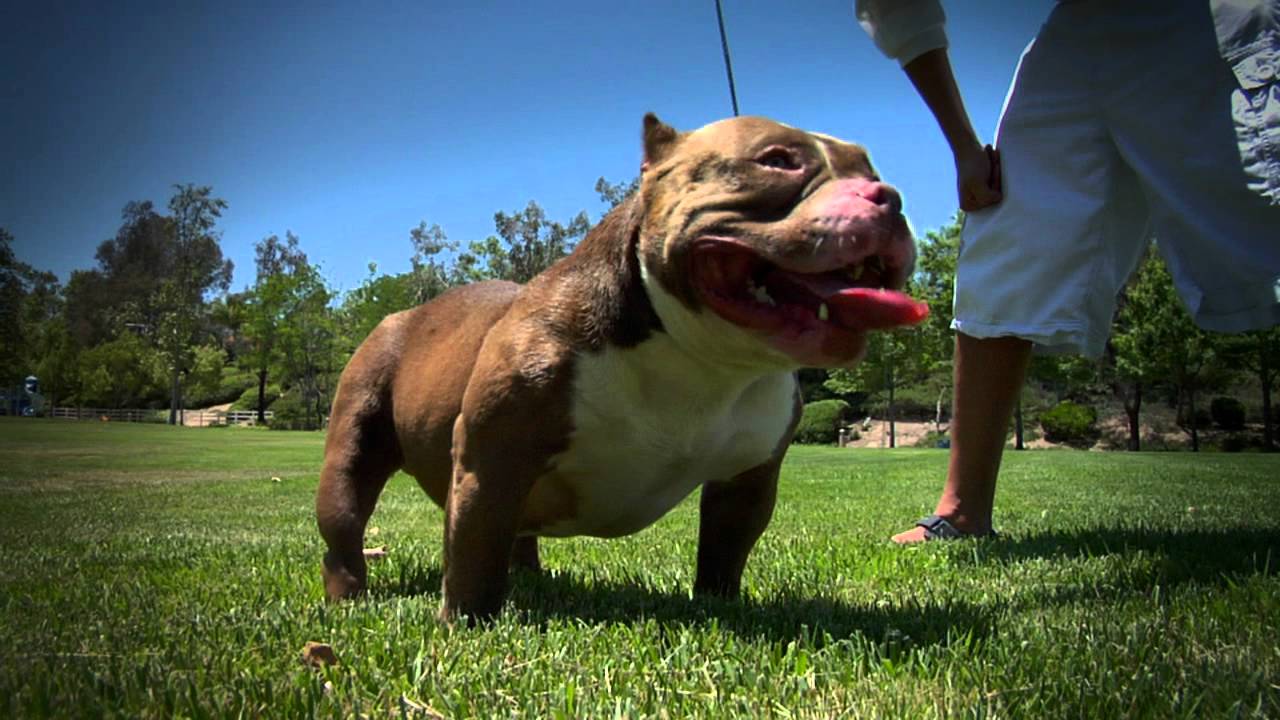 American bully - Cashpot