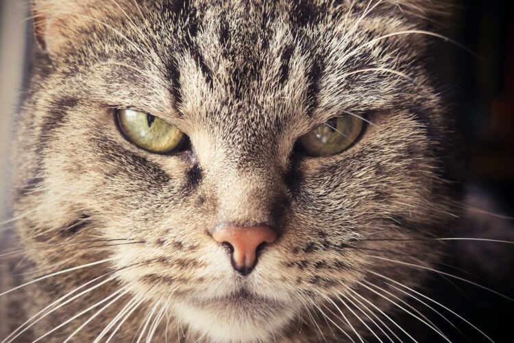 15 things you should always do as a cat owner