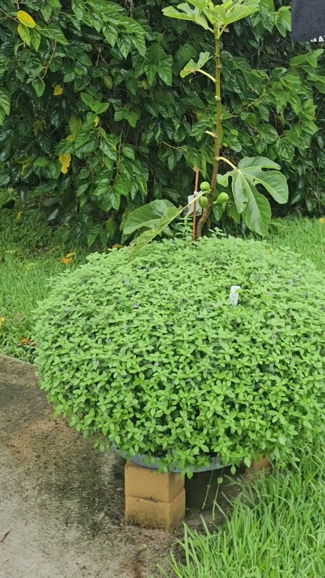Growing fig tree in container with banana mint #gardening #growsomefood ...