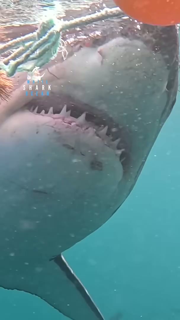 Great white shark likes the yum yum yellow buoy