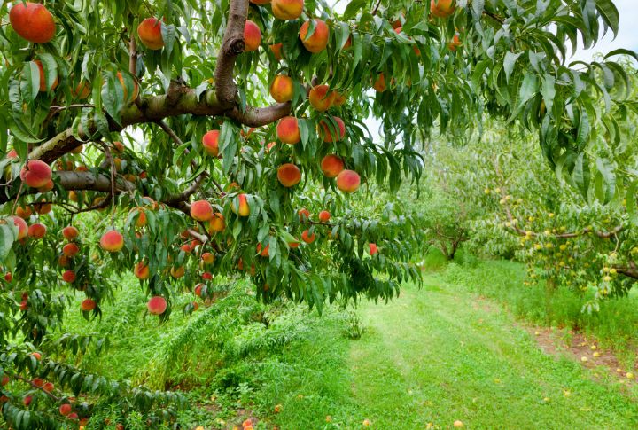 Top 15 fastest-growing fruit trees