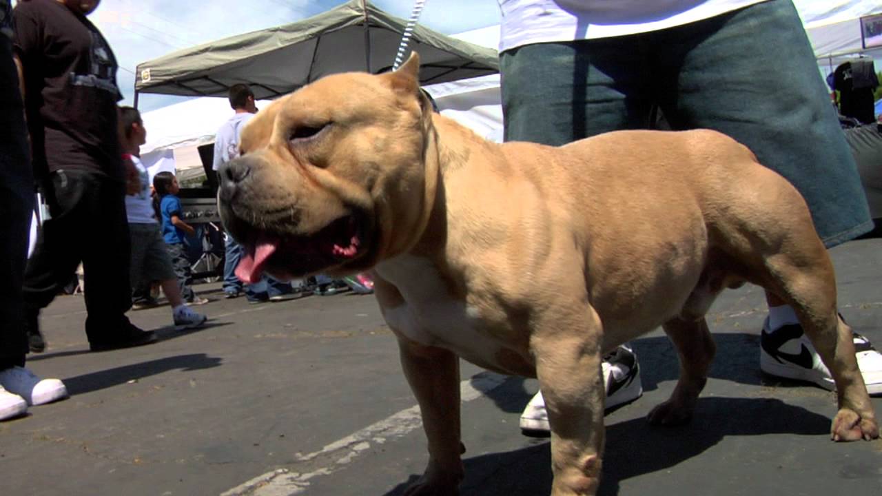 American bully - P-NUTT