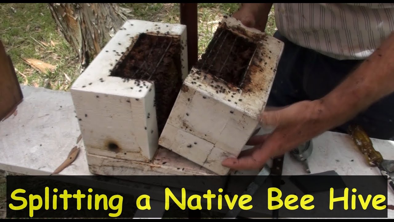 Splitting an Australian native beehive to make two hives