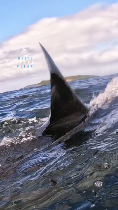 Iconic great white shark dorsal fin carving around New Zealand