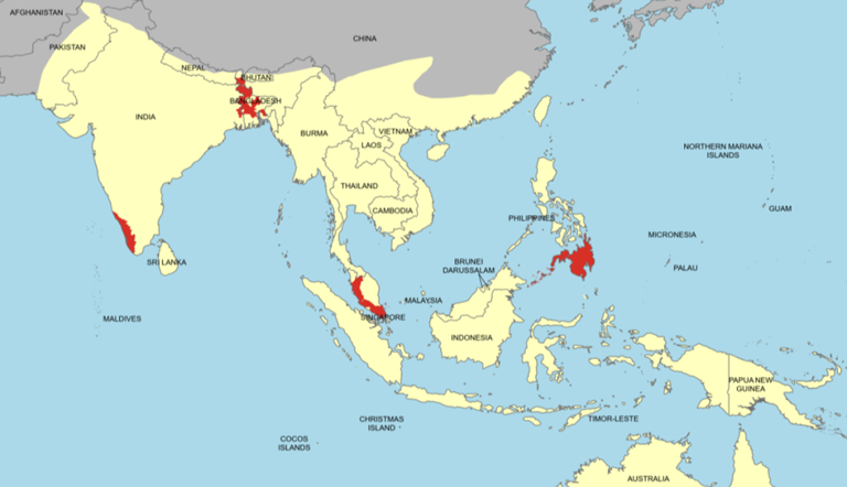 India battles deadly Nipah virus outbreak: what to know