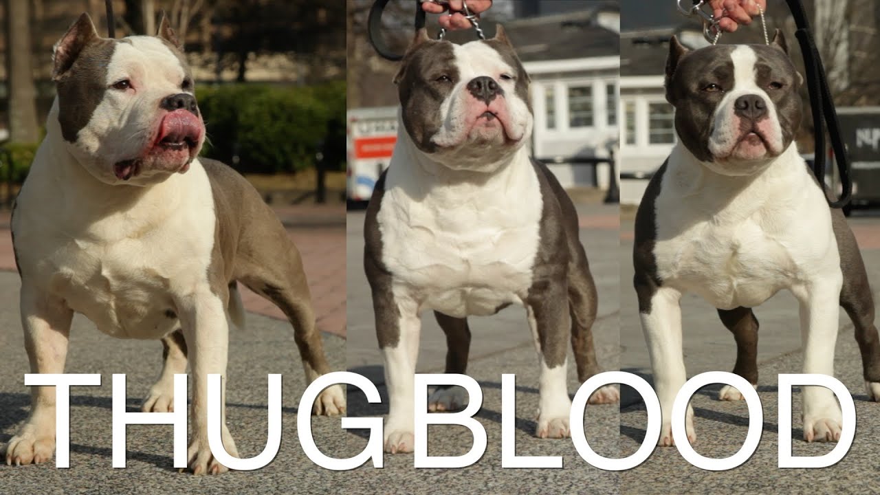 American Bully Kennel - Brazilian Blue Kennels