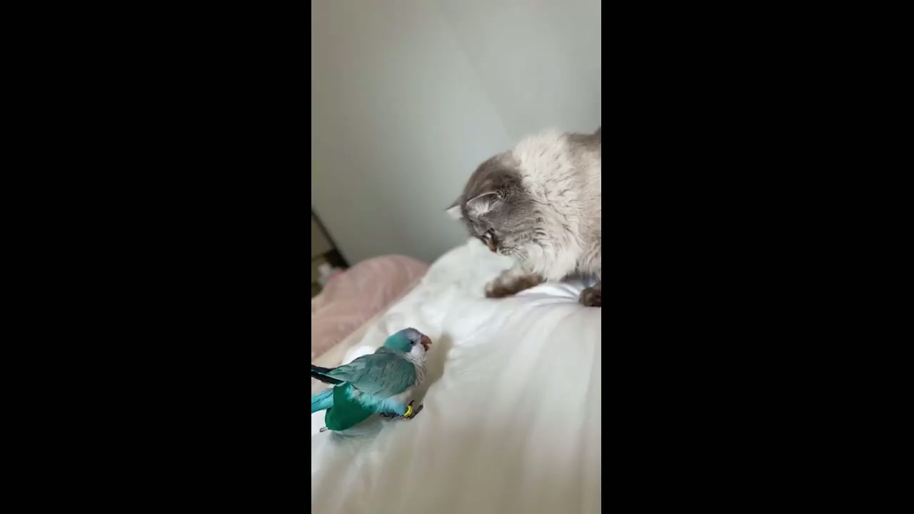 Cat gently swats at bird while owner laughs in Zhejiang, China