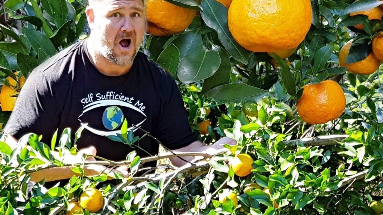 How to stop tree branch breaking under weight of fruit amazing garden hack