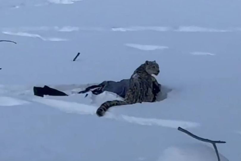 Skier bitten in face by snow leopard as horrifying video shows animal ...